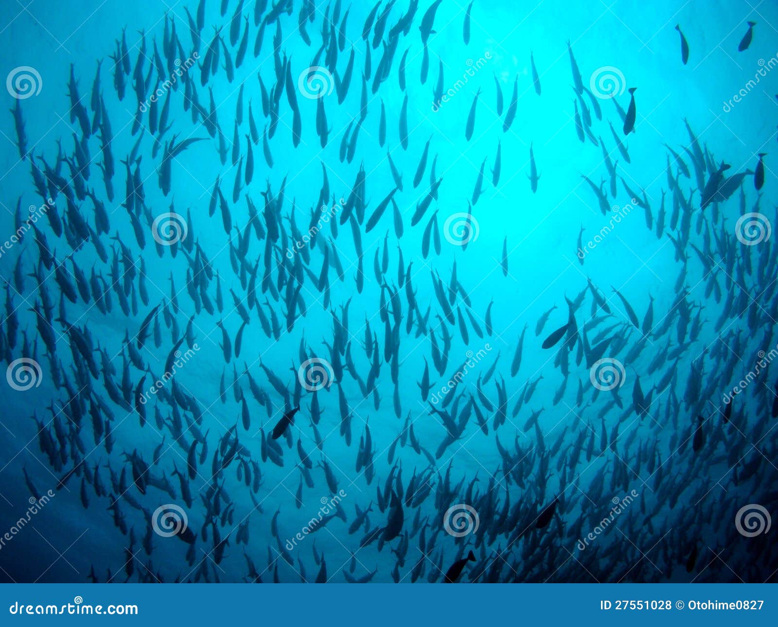 The group of a fish stock photo. Image of animals, school - 27551028