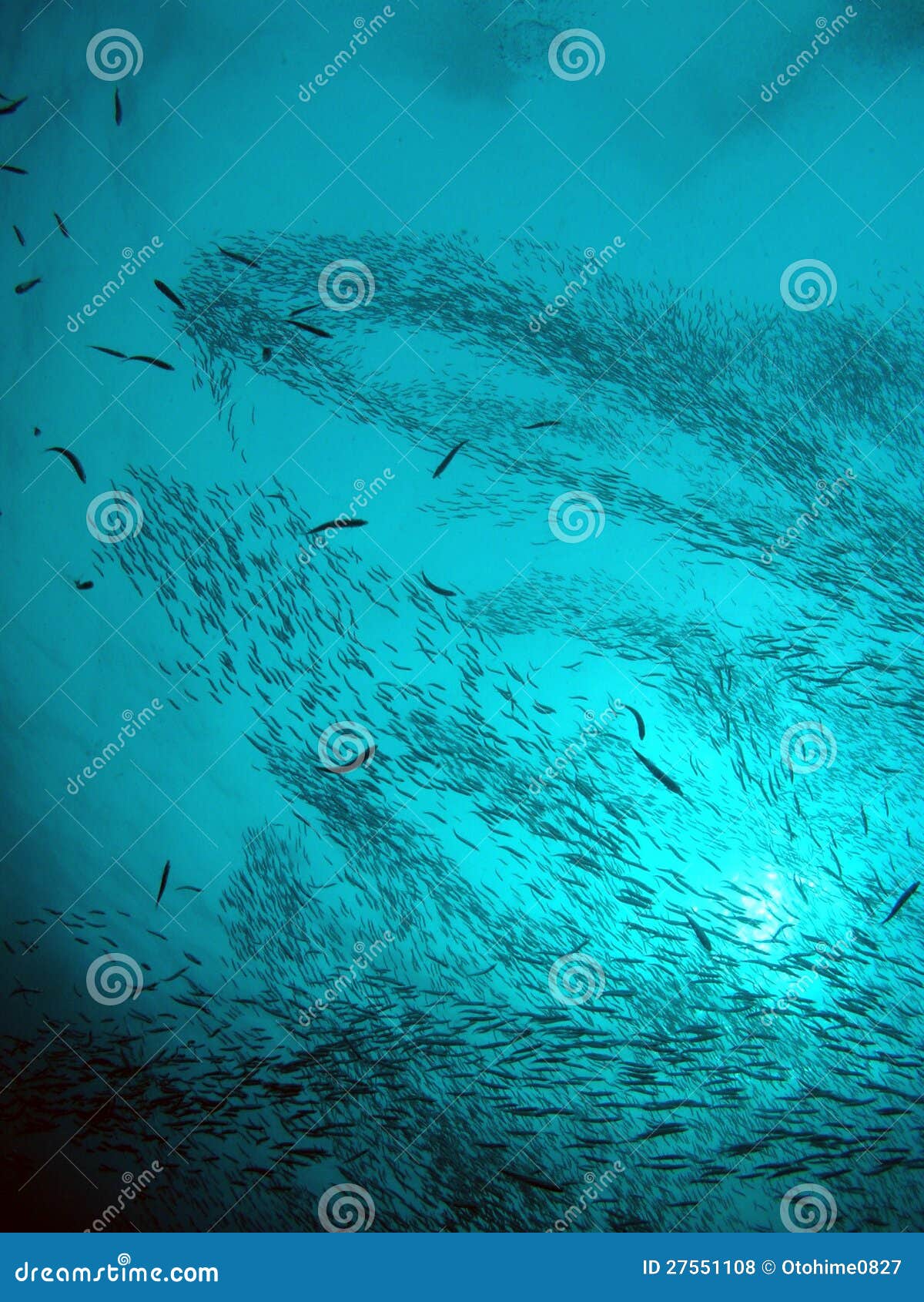 The group of a fish stock photo. Image of sunny, life - 27551108