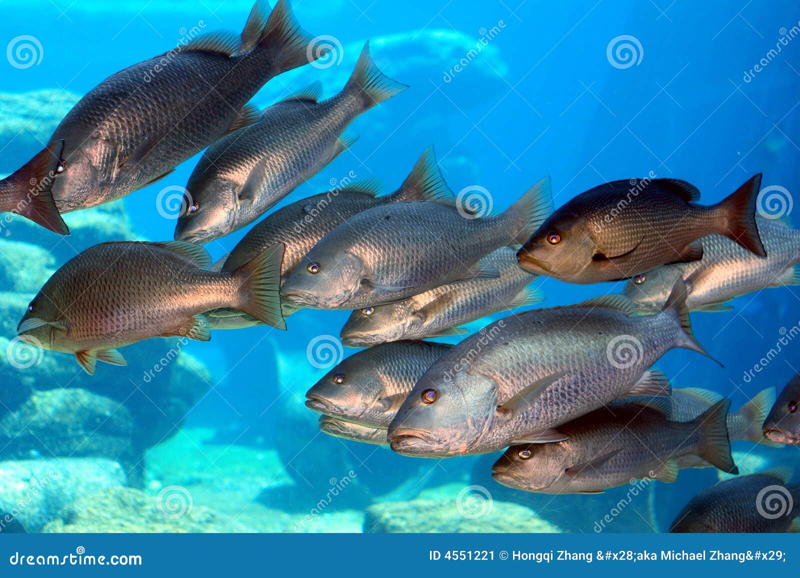 Group of fish stock image. Image of marine, multiple, ecology - 4551221