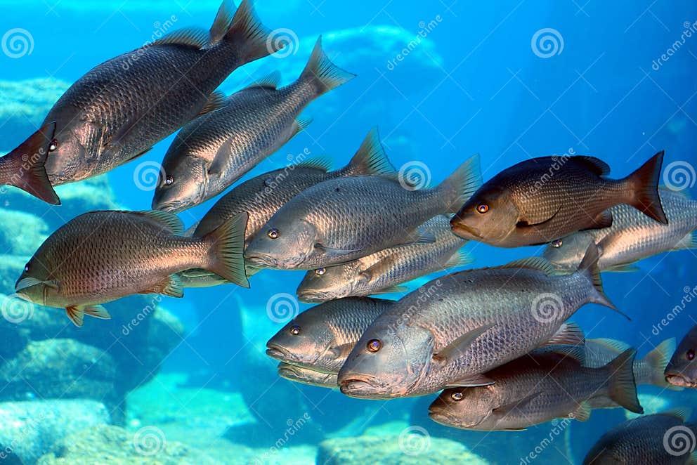 Group of fish stock image. Image of marine, multiple, ecology - 4551221