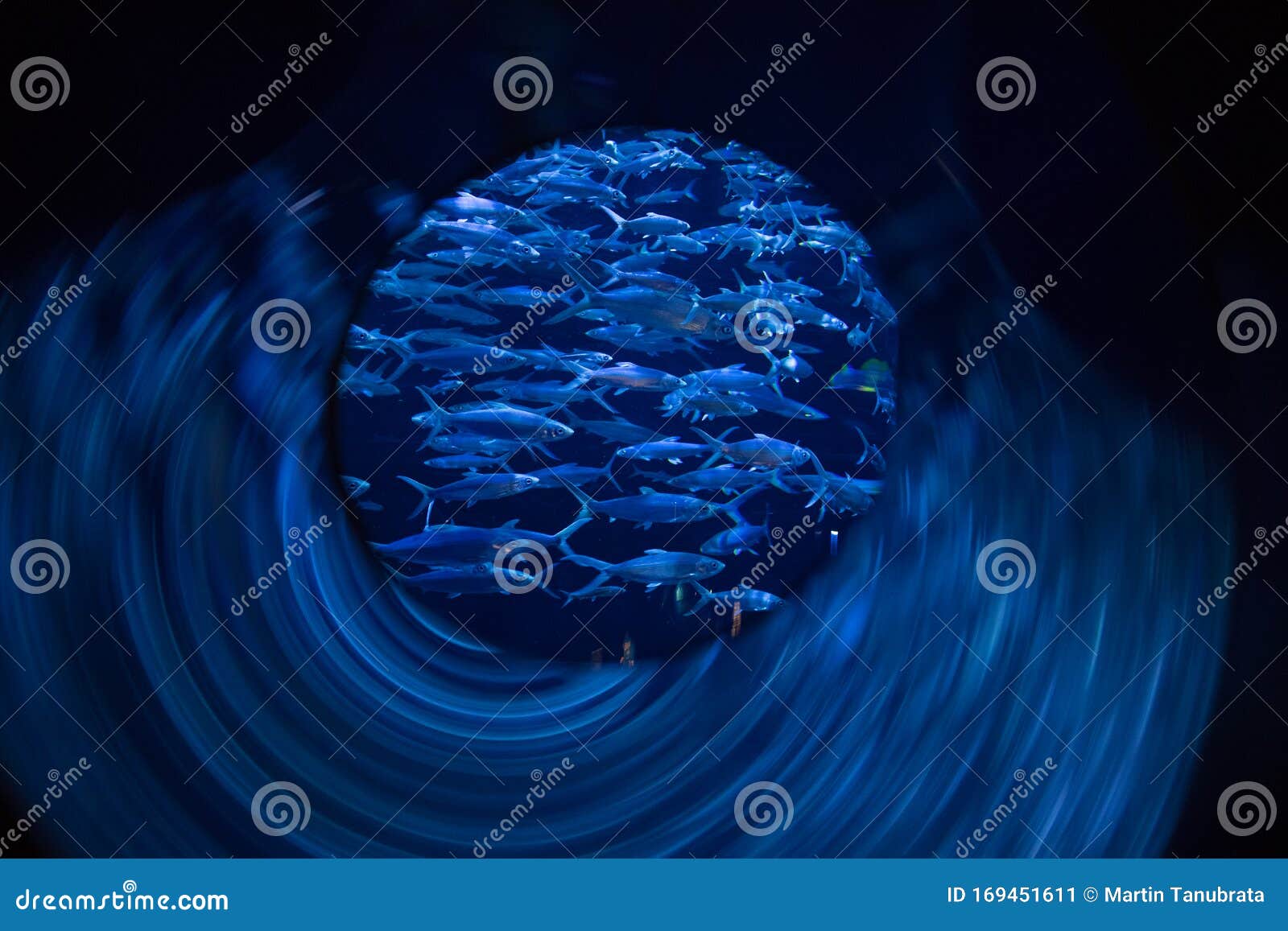 Group of fish stock image. Image of ocean, backlit, shaft - 169451611