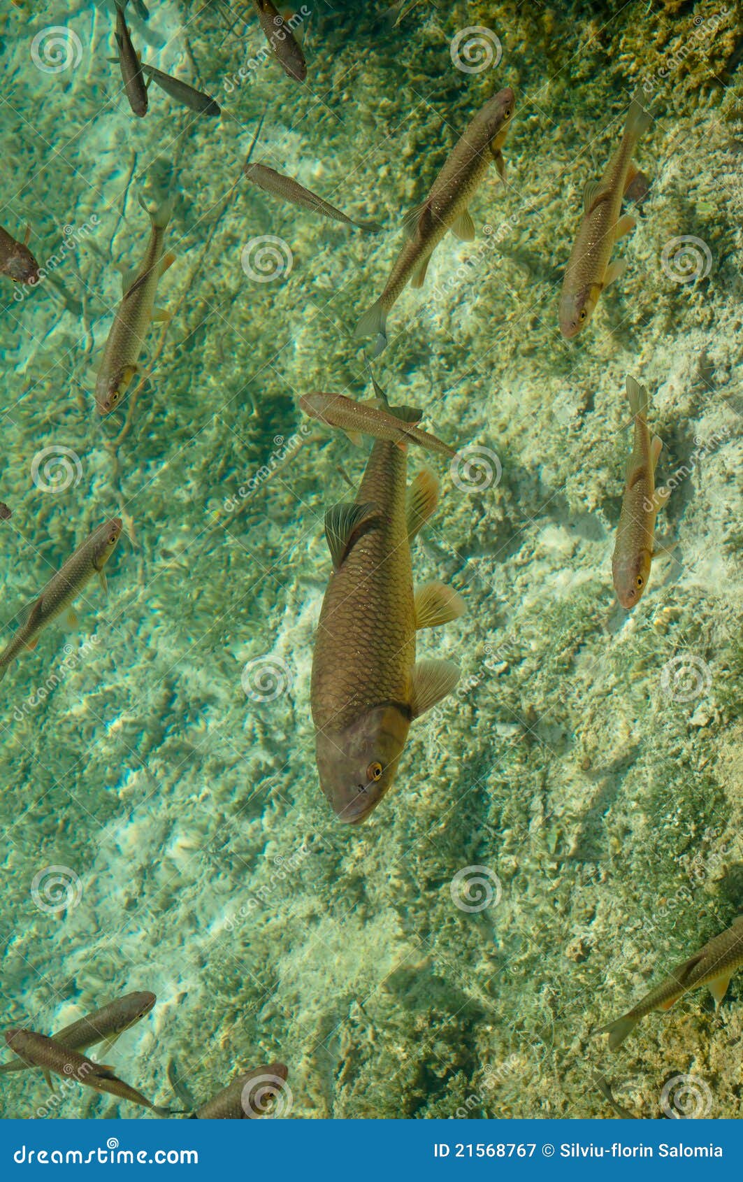 Group of Fish in Clear Lake Water Stock Image - Image of pond, view ...