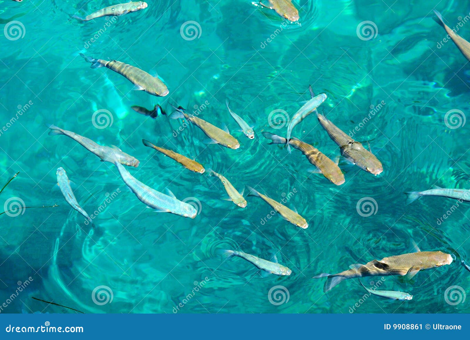 Group of Fish in the Clear Water Stock Image - Image of water, fishing ...