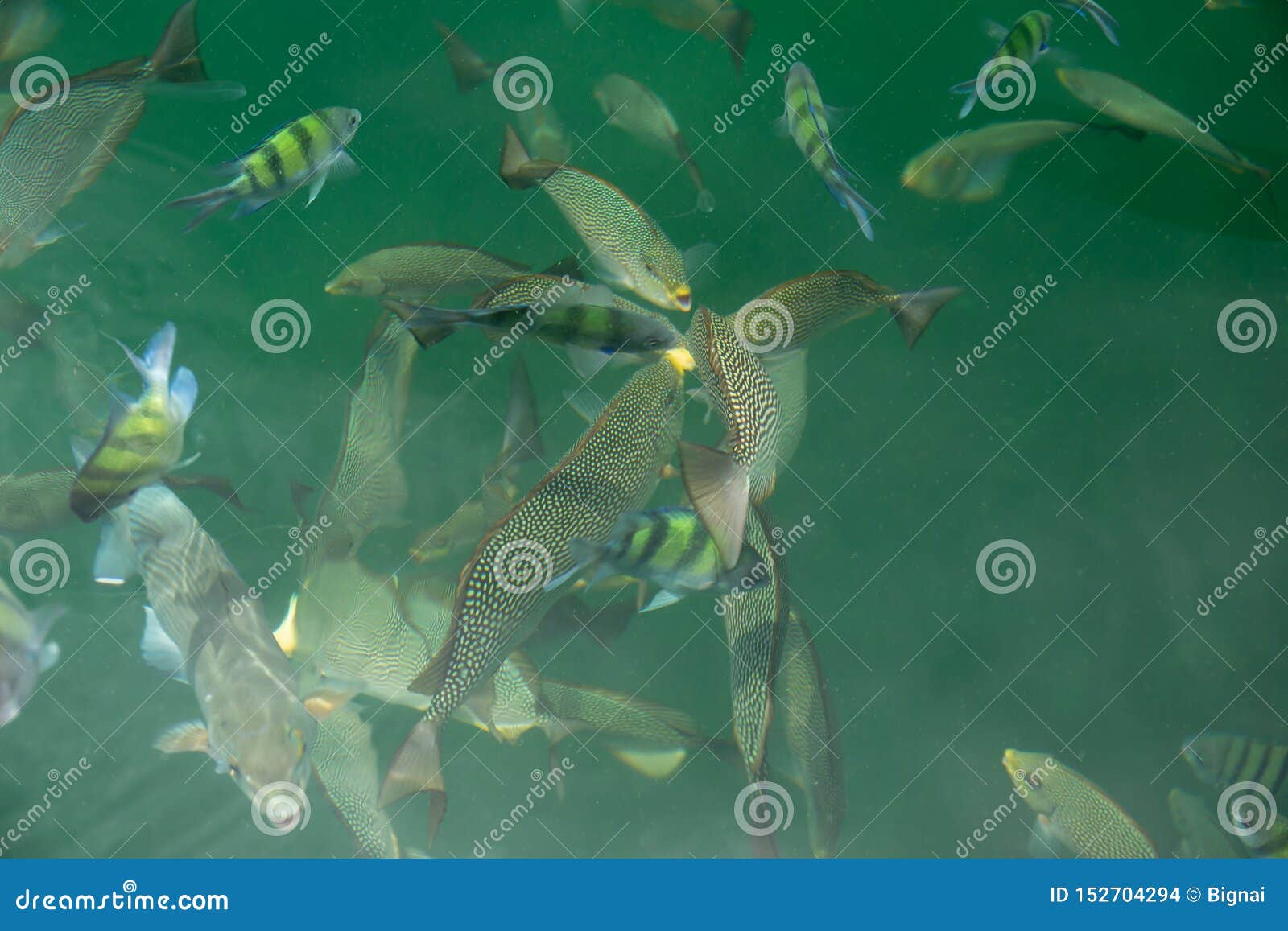 Group of Fish Eating Food in the Sea View on the Boat. Stock Photo ...