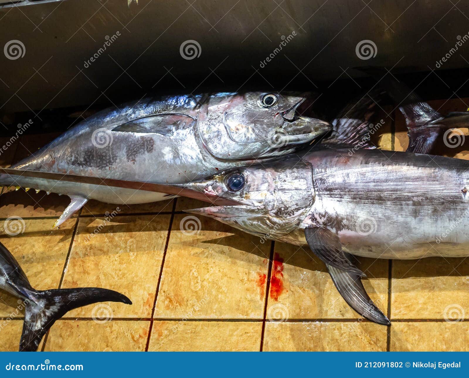 A Group of Fish on the Floor Stock Photo - Image of swordfish, food ...
