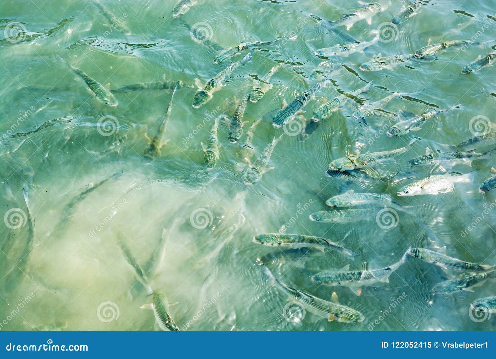 Group of Fish in Harbor, Split, Croatia Stock Image - Image of fishing ...