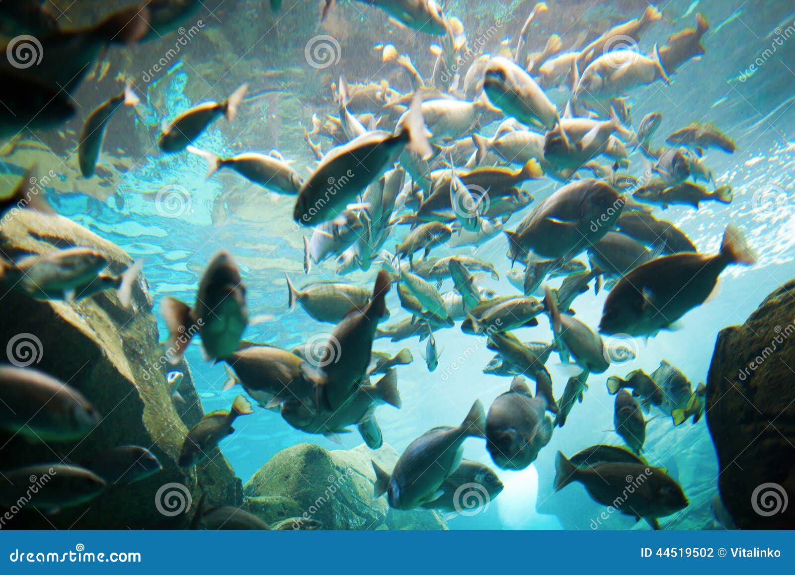 Group of fish i stock photo. Image of fish, salt, light - 44519502