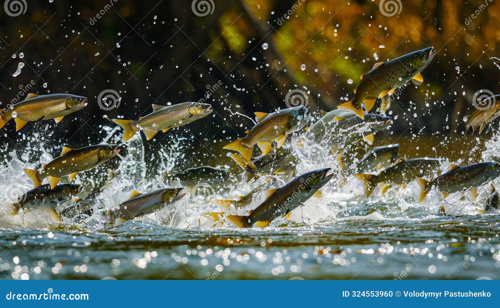 A Group of Fish Jumping Out of the Water Stock Photo - Image of salmon ...