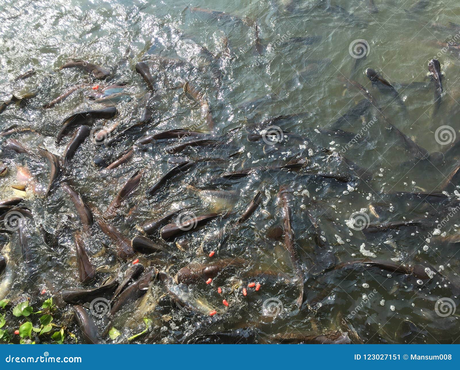 Group of fish in lake stock image. Image of aquarium - 123027151