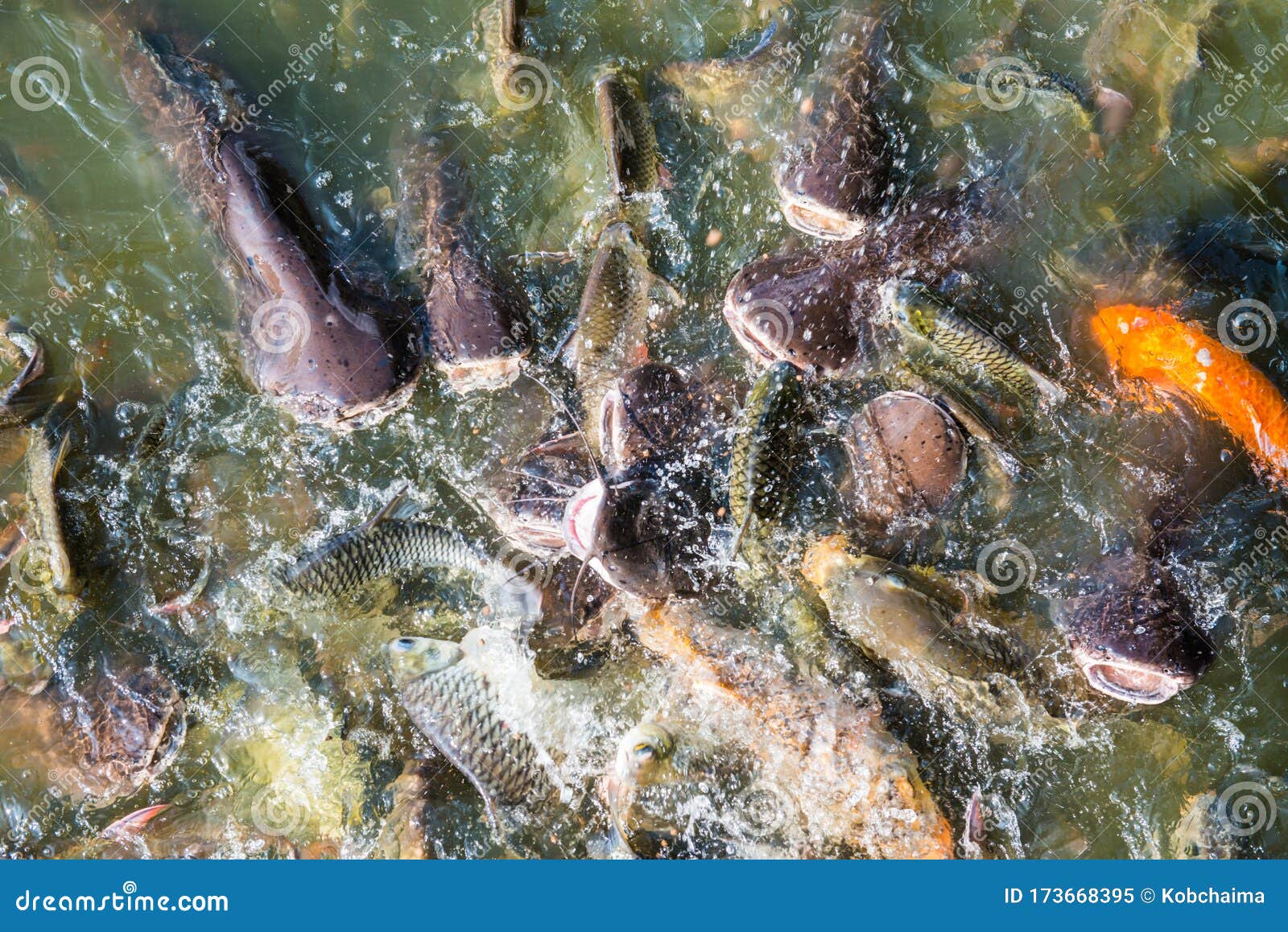 Group of fish in lake stock image. Image of fauna, eyes - 173668395