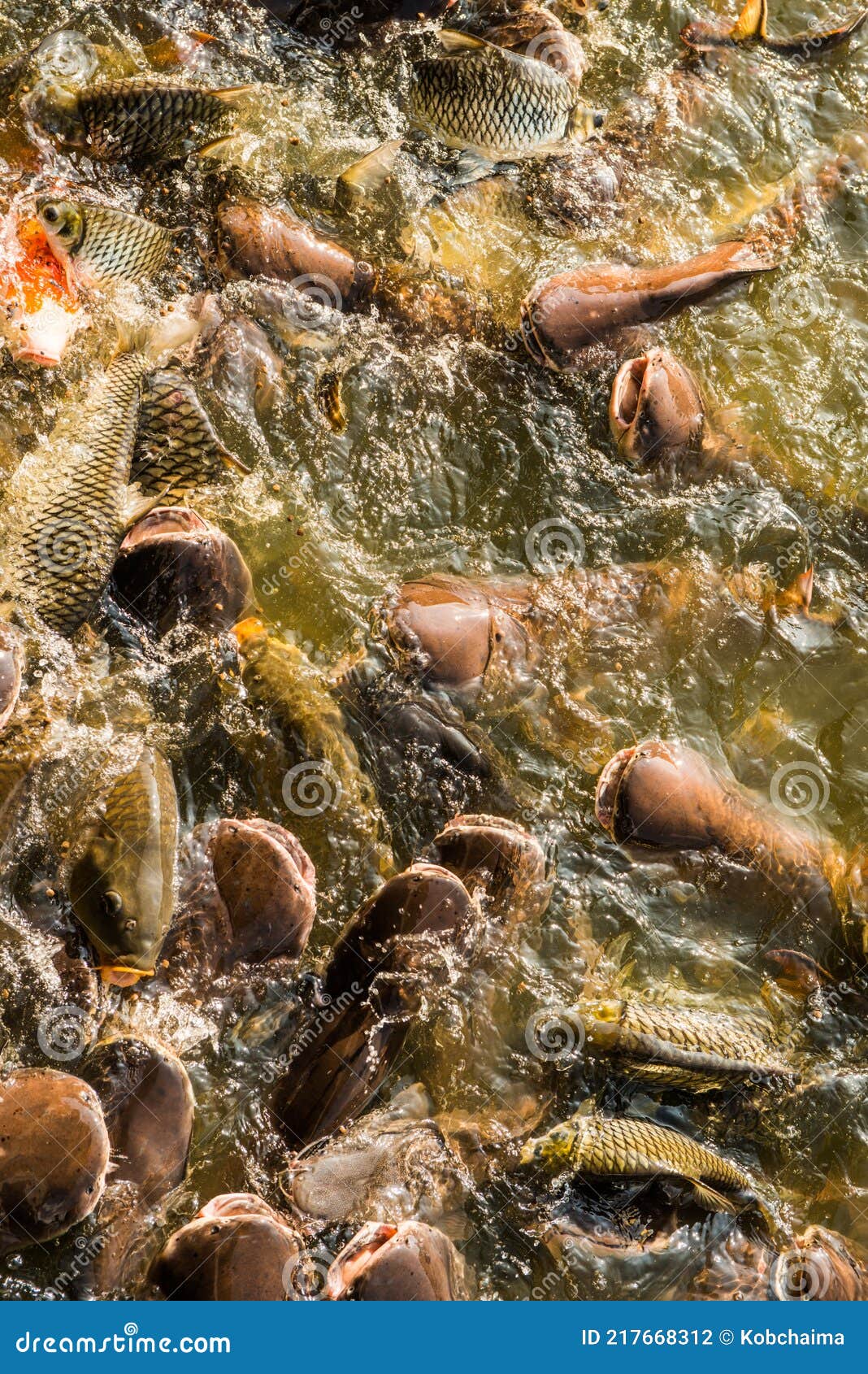 Group of fish in lake stock photo. Image of animals - 217668312