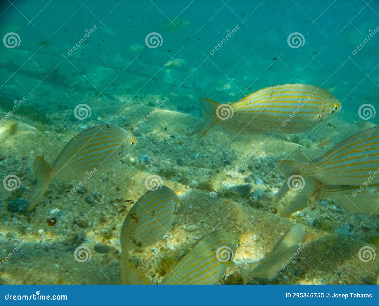 Group of Fish Near the Seabed Stock Image - Image of ecosystem ...