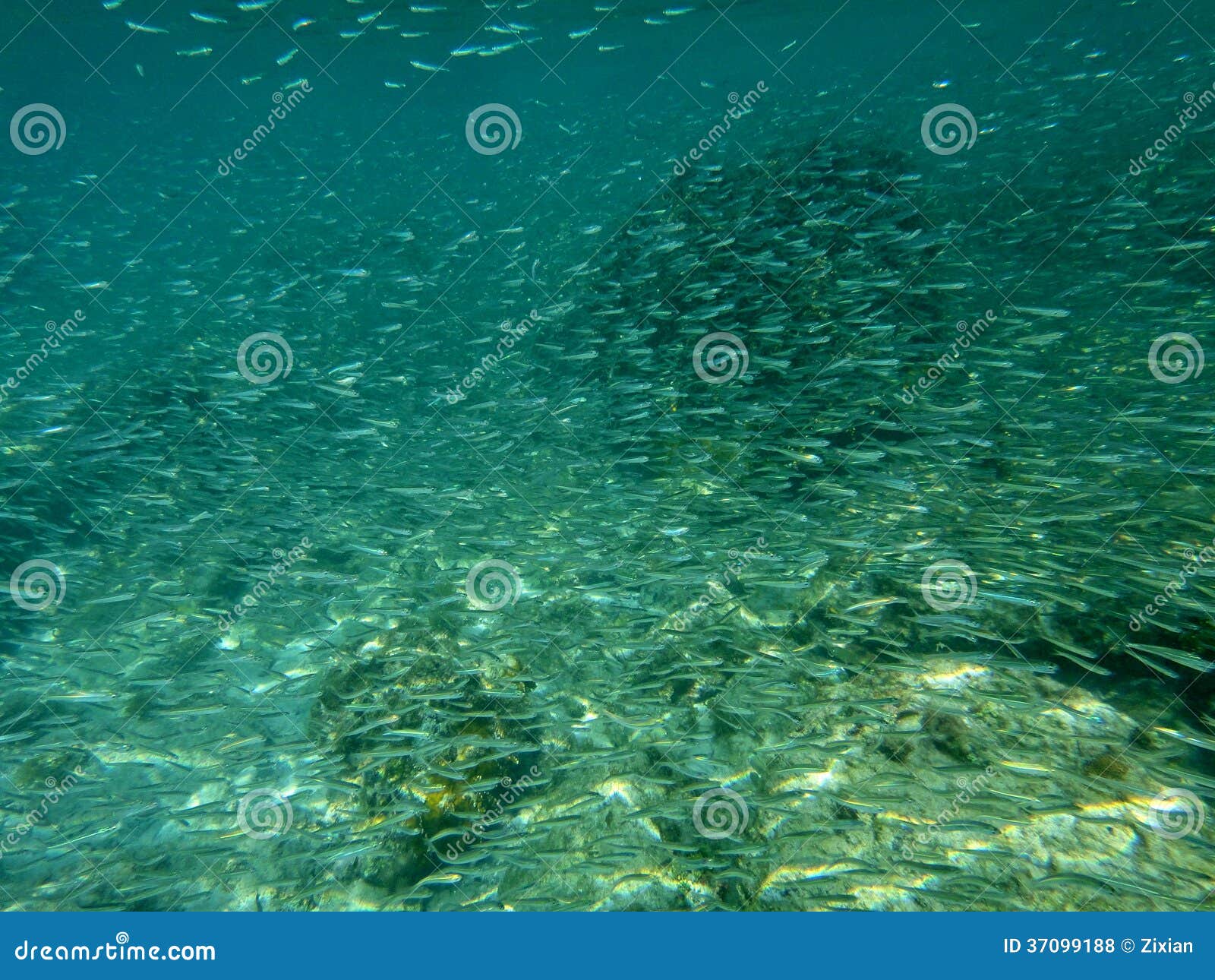 A group of fish stock photo. Image of shoal, live, nature - 37099188
