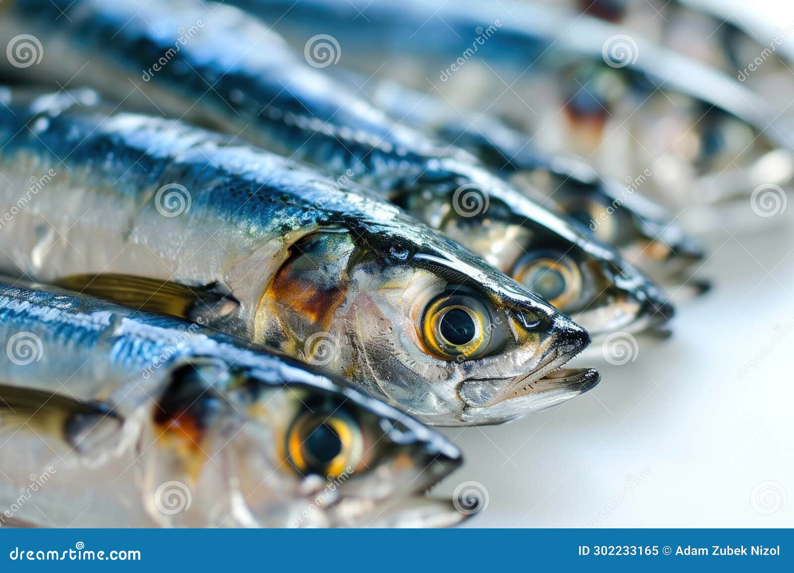 A Group of Fish with One Eye Open Stock Illustration - Illustration of ...