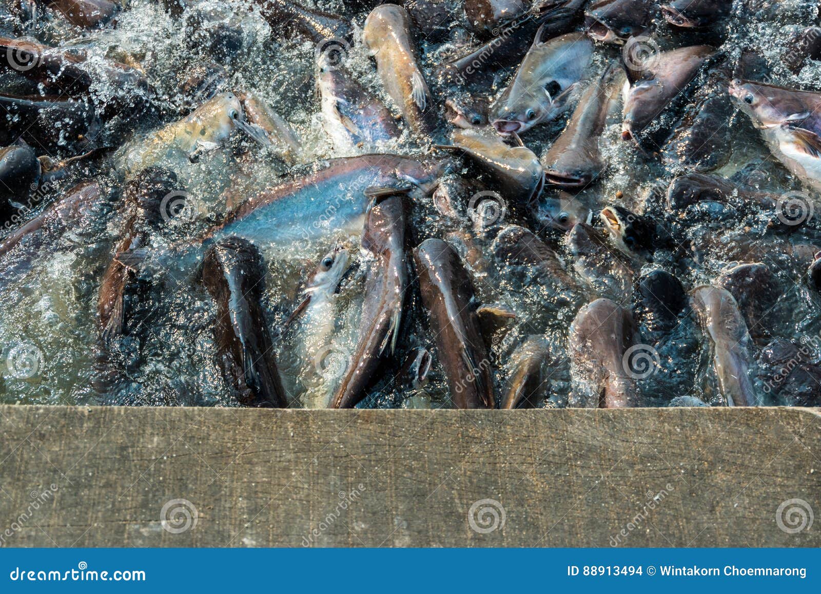 Group of fish in river stock photo. Image of landscape - 88913494