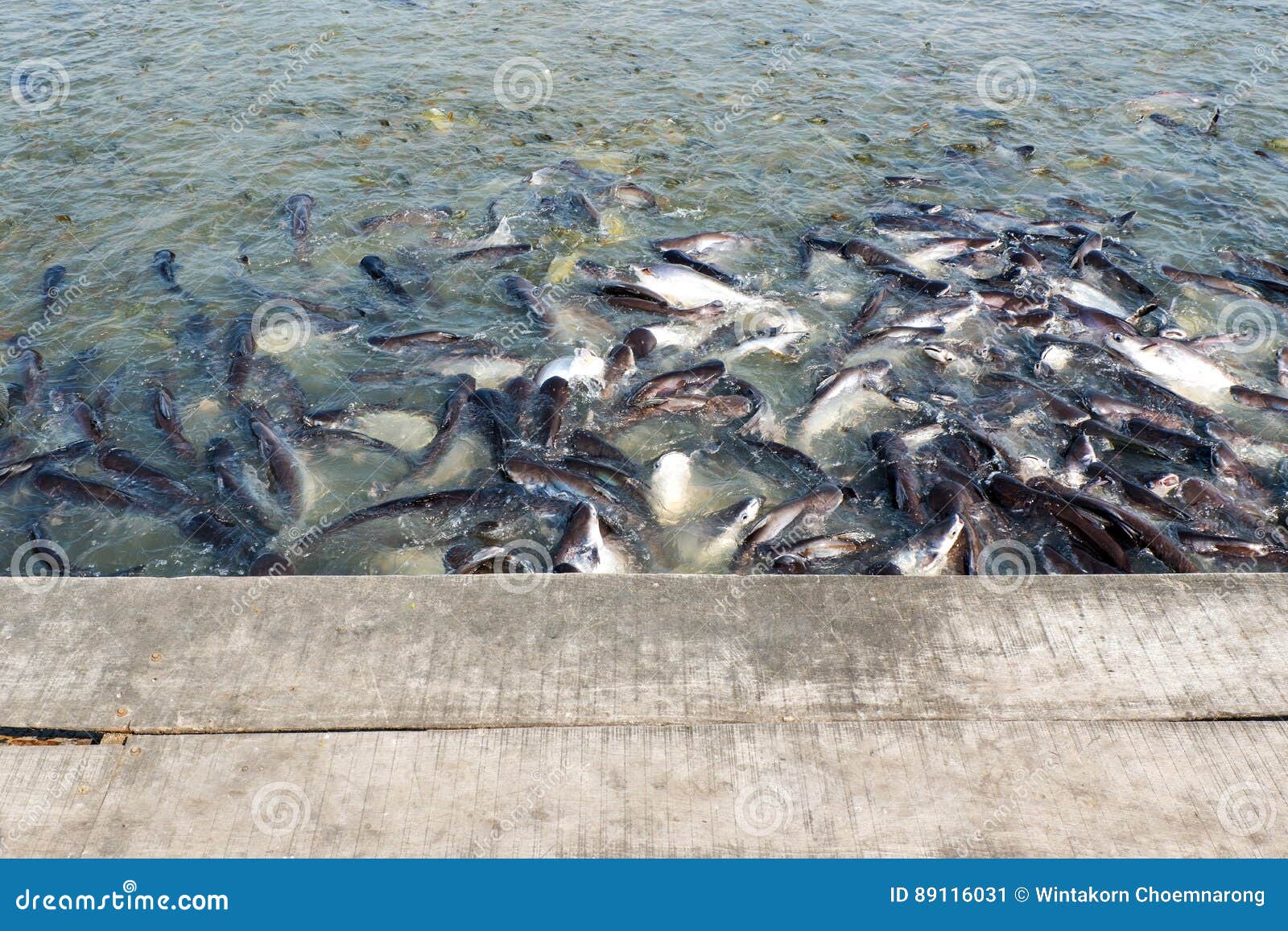 Group of fish in river stock image. Image of grunge, fishing - 89116031