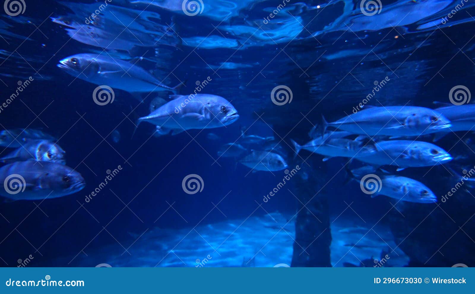 Group of Fish Slowly Swimming in the Deep Blue Sea Stock Footage ...