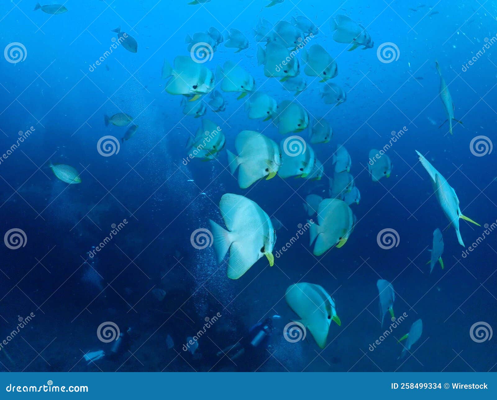 Group of Fish Swimming in the Depths of a Blue Sea Stock Photo - Image ...