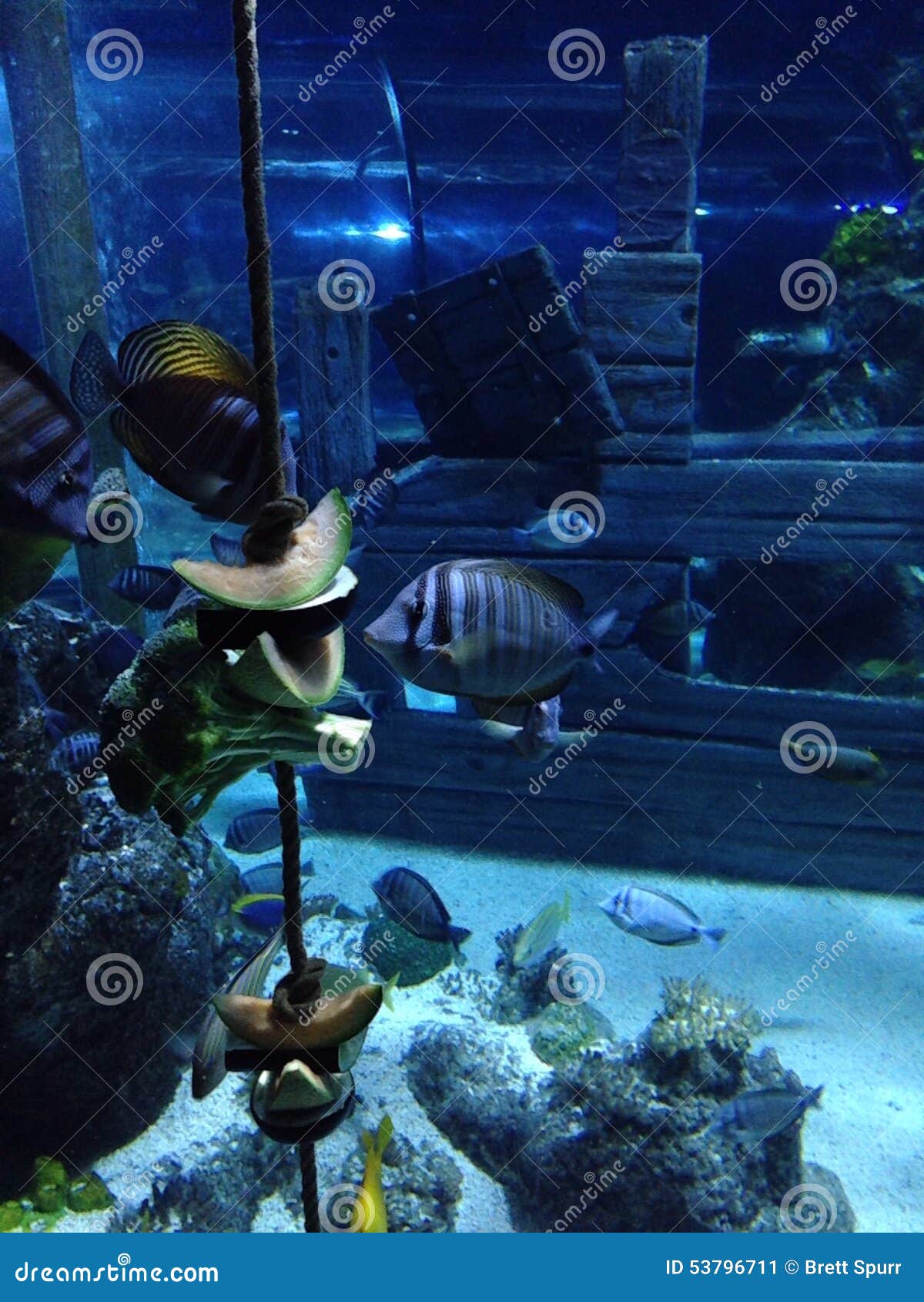 Group of fish stock image. Image of feeding, together - 53796711