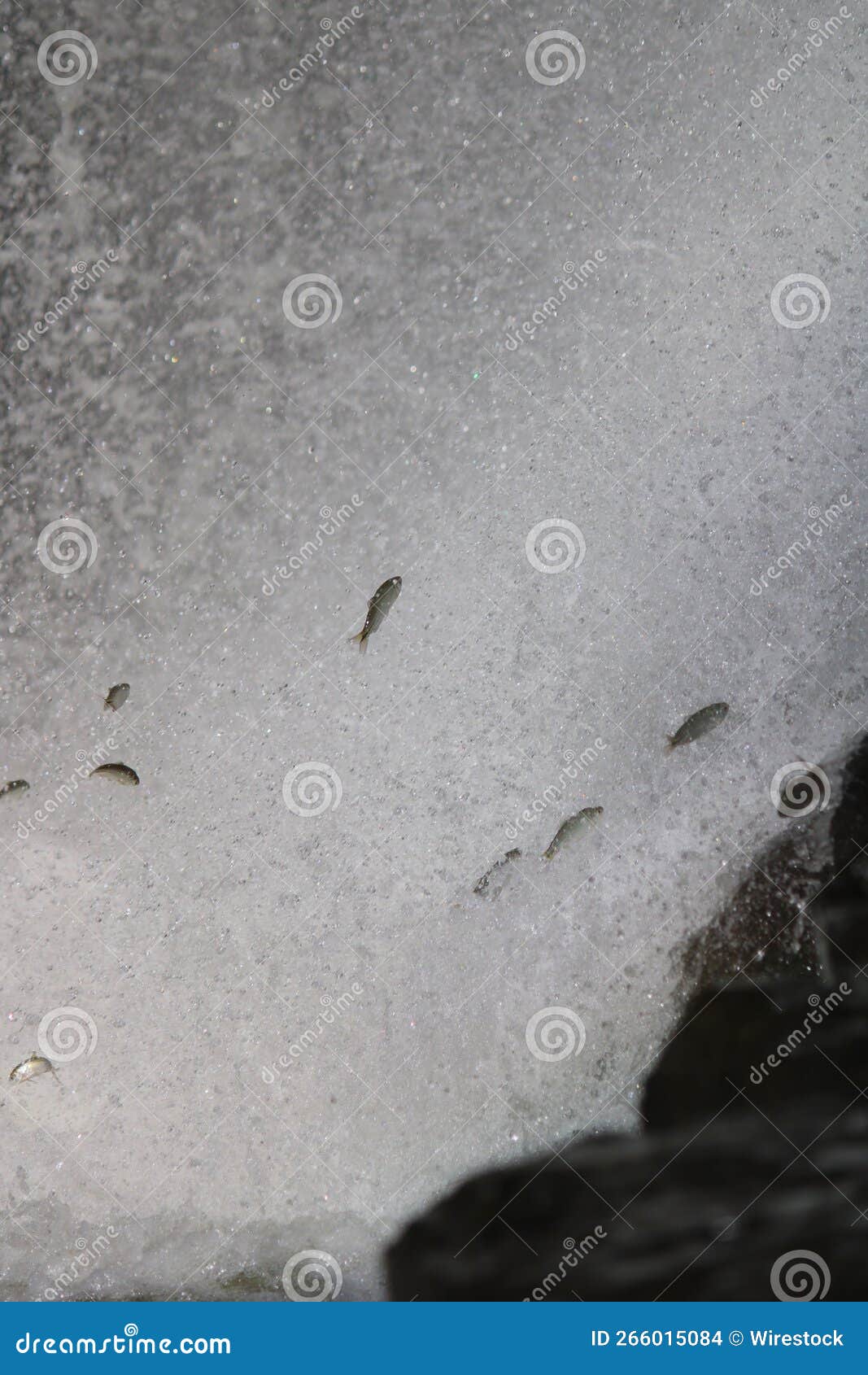 Group of Fish Swimming in a River Stock Photo - Image of river, wild ...
