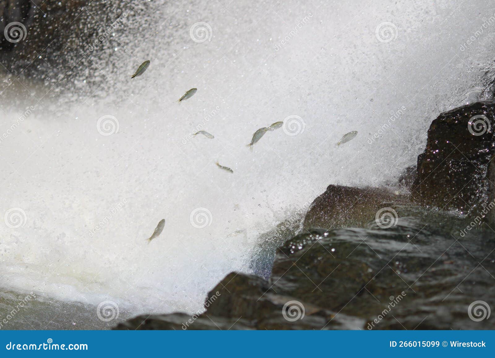 Group of Fish Swimming in a River Stock Image - Image of fish, lake ...