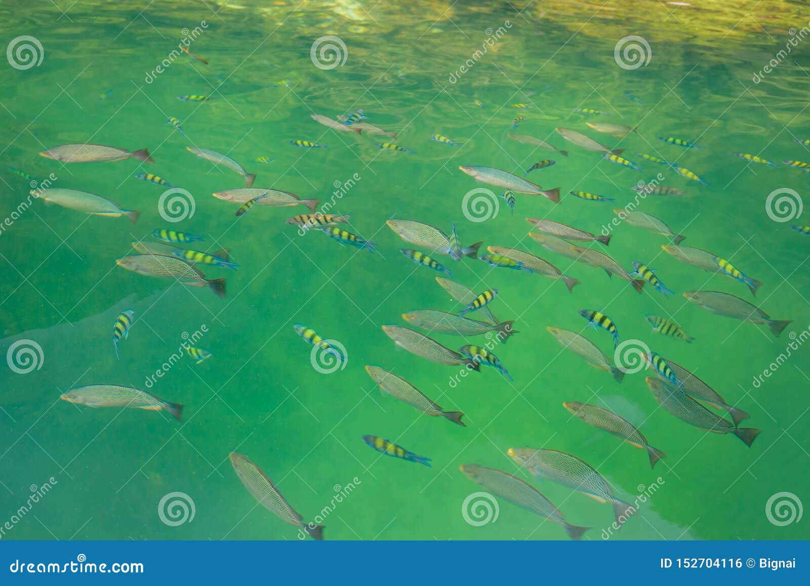 Group of Fish Swimming in the Sea View on the Boat. Stock Photo - Image ...