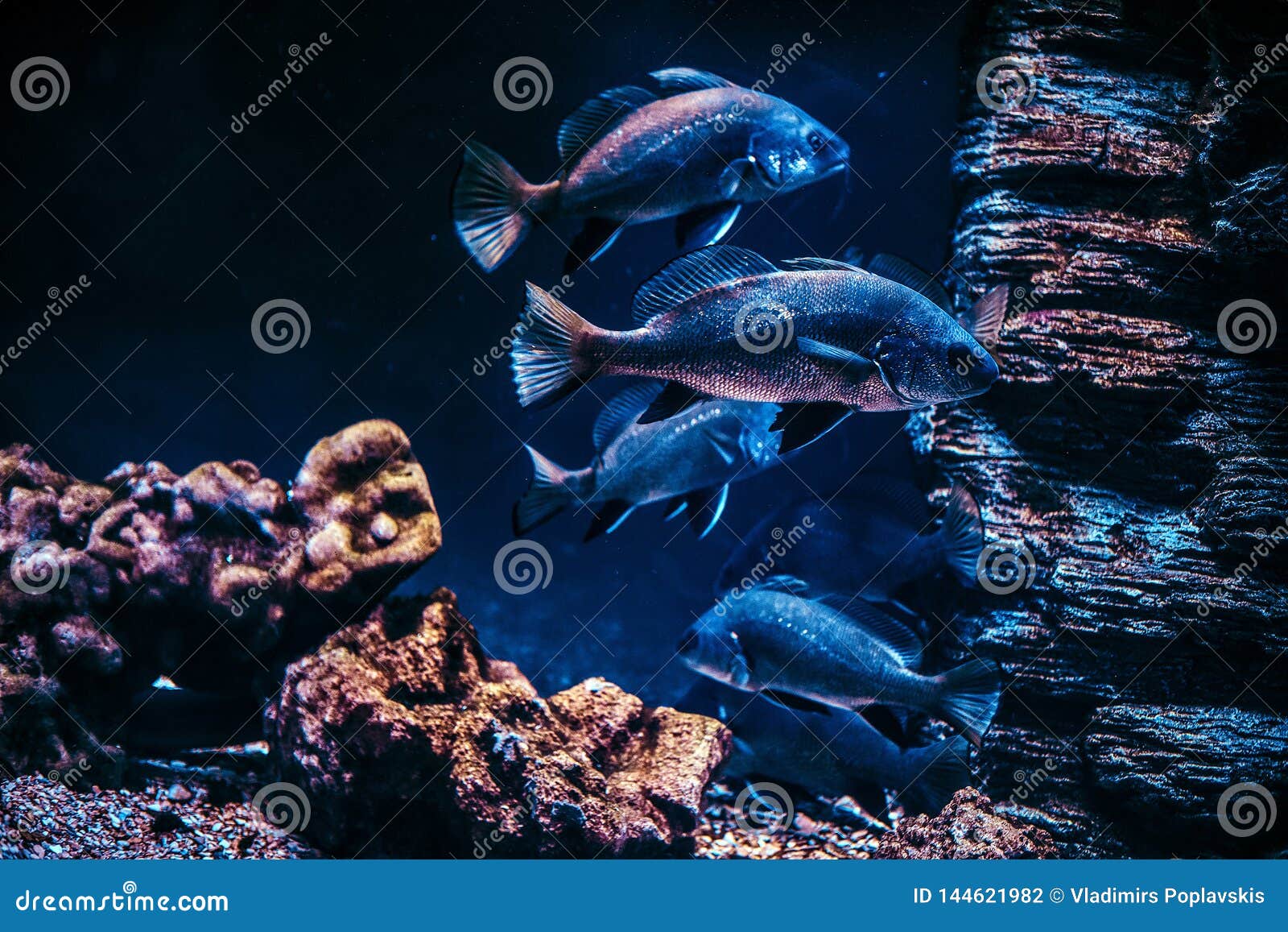 Group of Fish Underwater Floating Near the Reef. Stock Photo - Image of ...