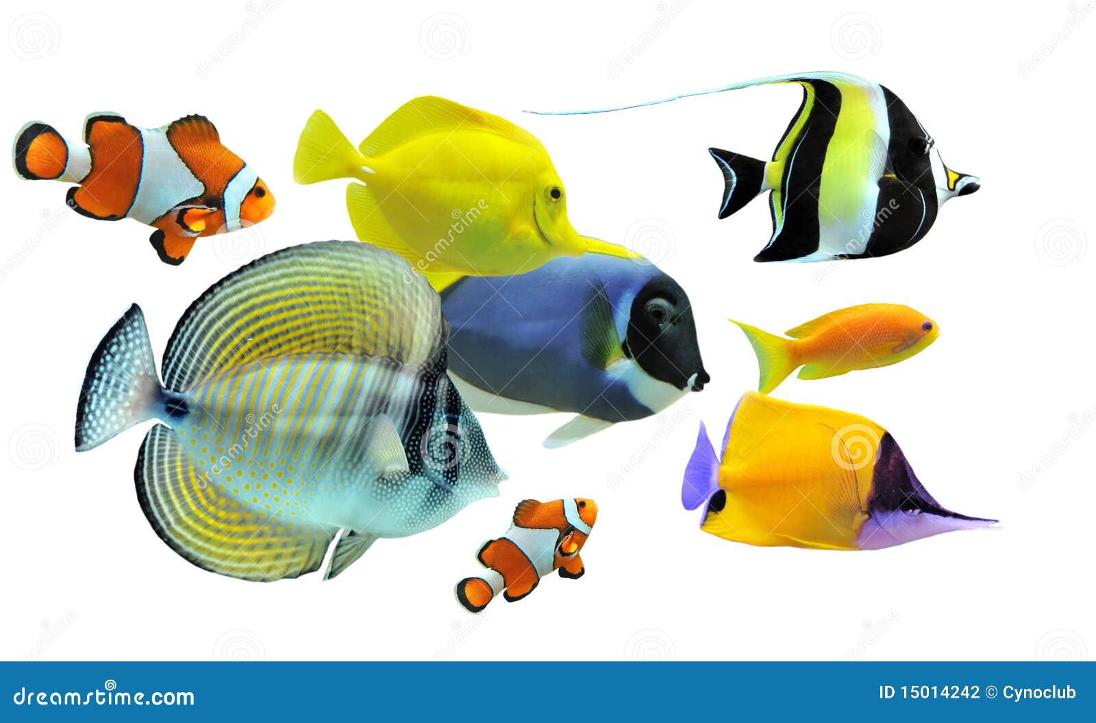 Group of fishes stock photo. Image of flavissimus, amphiprion - 15014242