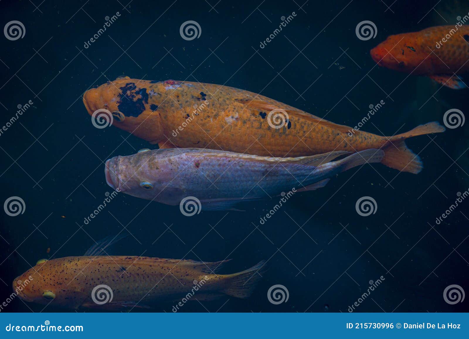 Group of Fishes Seen from Above in a Pond Stock Photo - Image of ...