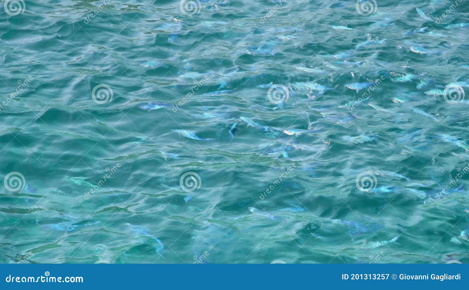 Group of Fishes Under the Ocean, View from Above the Surface Stock ...