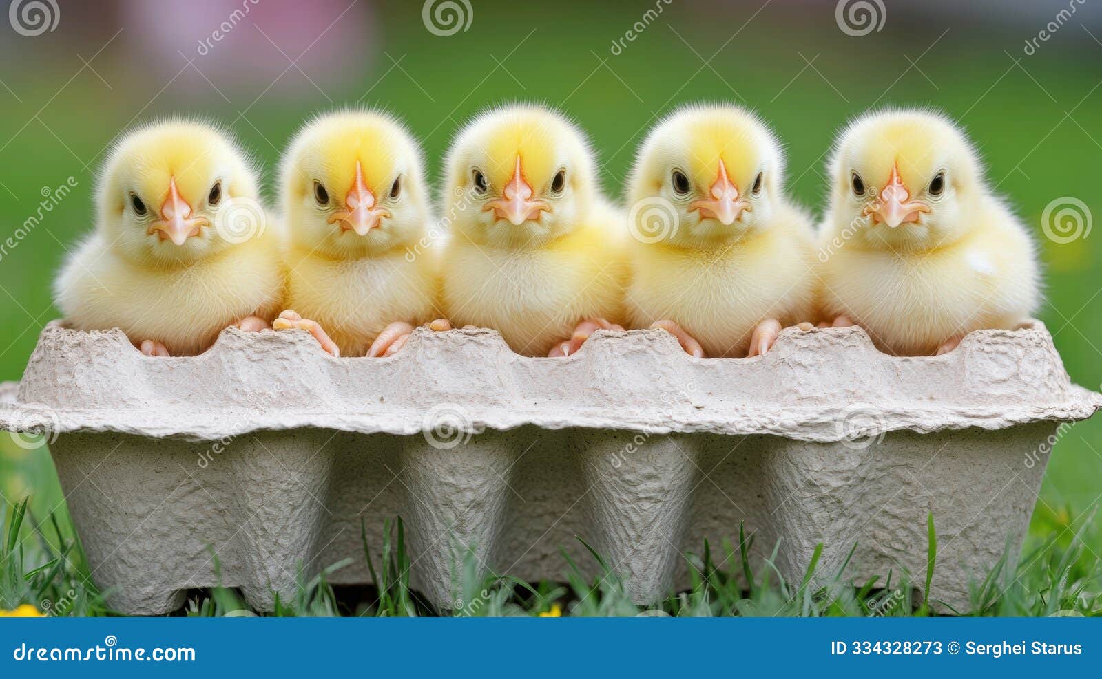 Five Baby Barn Swallow In A Nest Royalty-Free Stock Photo ...