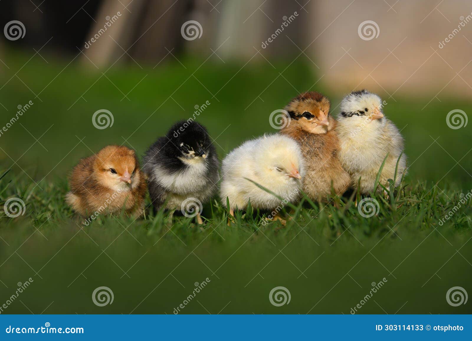 Group of Five Baby Chicks Posing Together in the Sun Outdoors on Grass ...