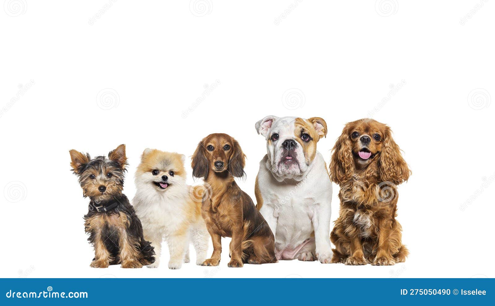 Group of Five Different Breeds Dogs in a Row, Looking at the Camera ...