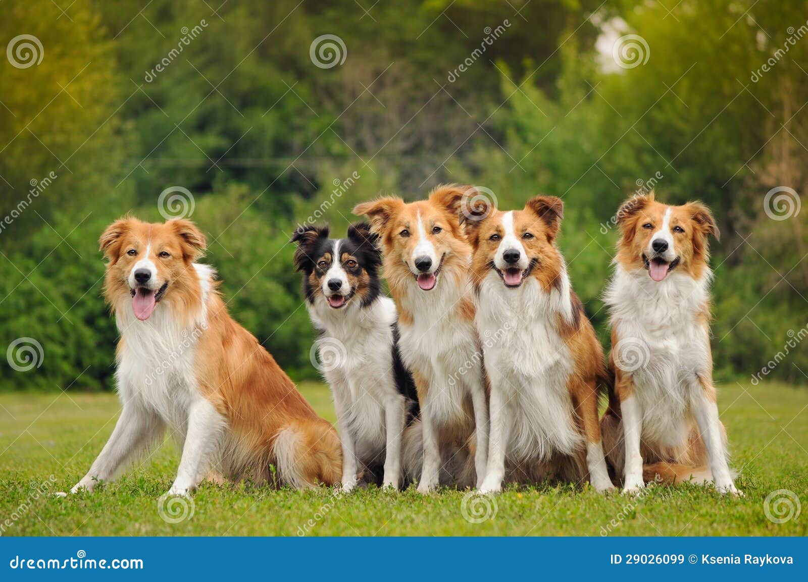 Group of Five Happy Dogs Border Collie Stock Image - Image of sitting ...