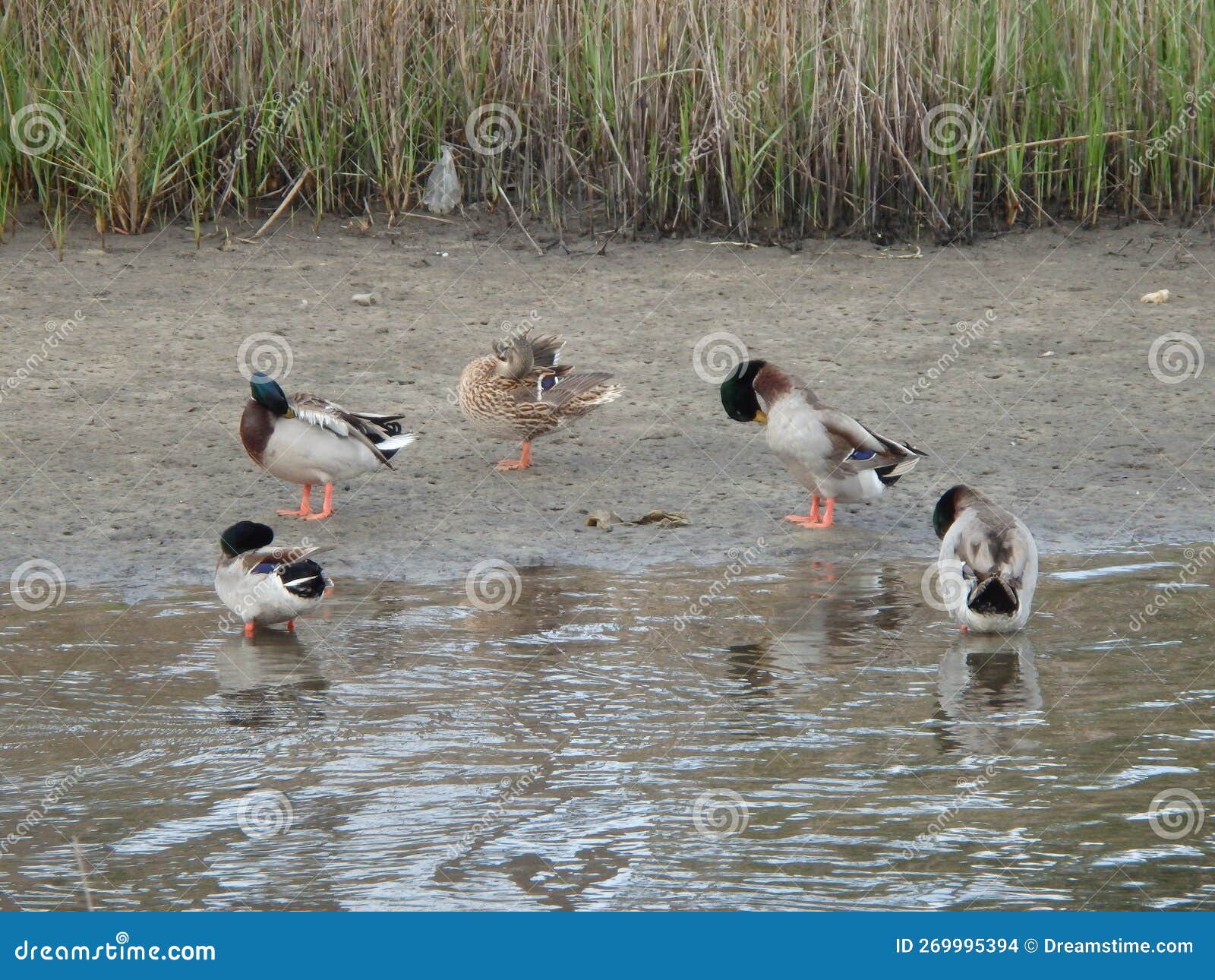 Group of Five Mallards Preening Stock Photo - Image of wing, preening ...