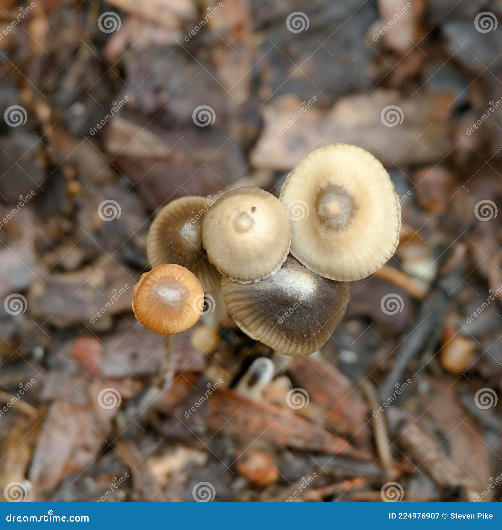 Five Toadstools Grouped Together Growing in Garden Mulch. Stock Image ...