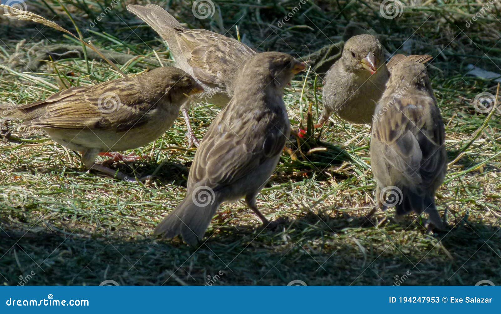 A group of five sparrows stock image. Image of beak - 194247953