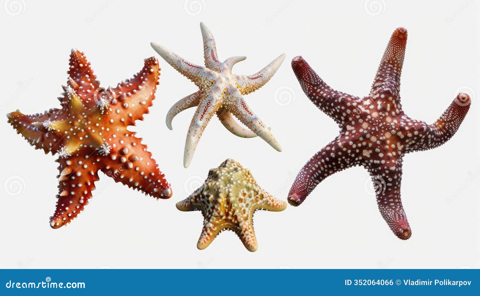 A Group of Five Starfish Sitting Side by Side. Perfect for Marine ...