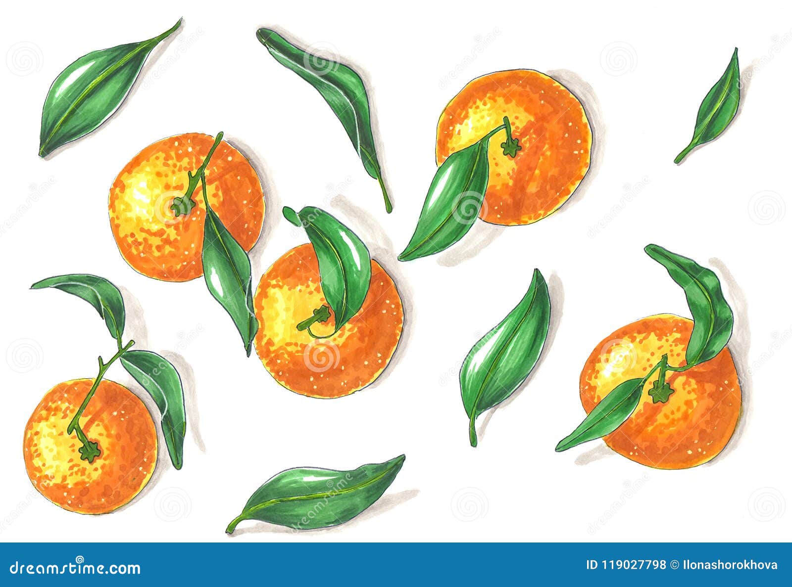 Tangerines with Leaves Hand-drawn Illustration on White Background ...