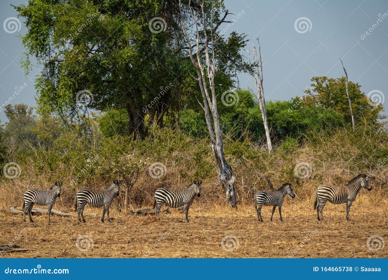 Group of Five Zebras in a Row Stock Photo - Image of zebra, animals ...