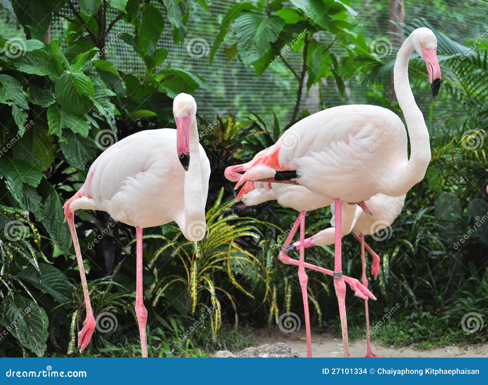 Group of Flamingo stock photo. Image of beautiful, latin - 27101334