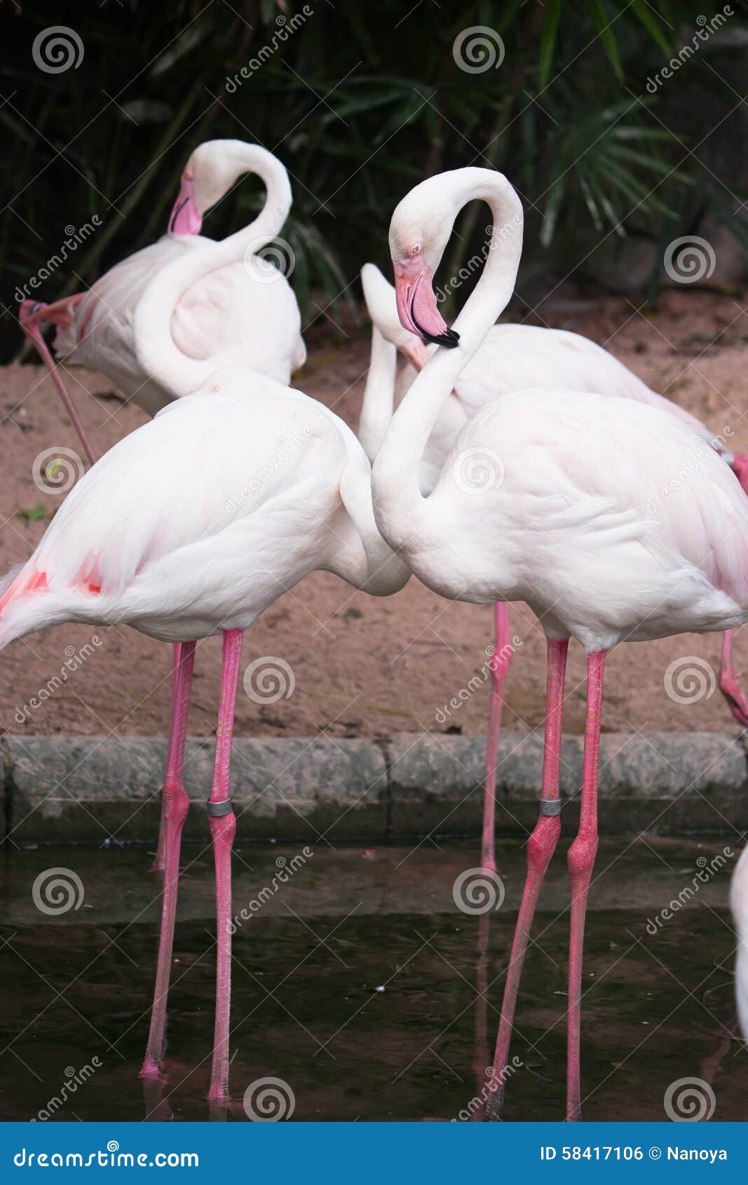 Group of Flamingo birds stock photo. Image of flamingo - 58417106