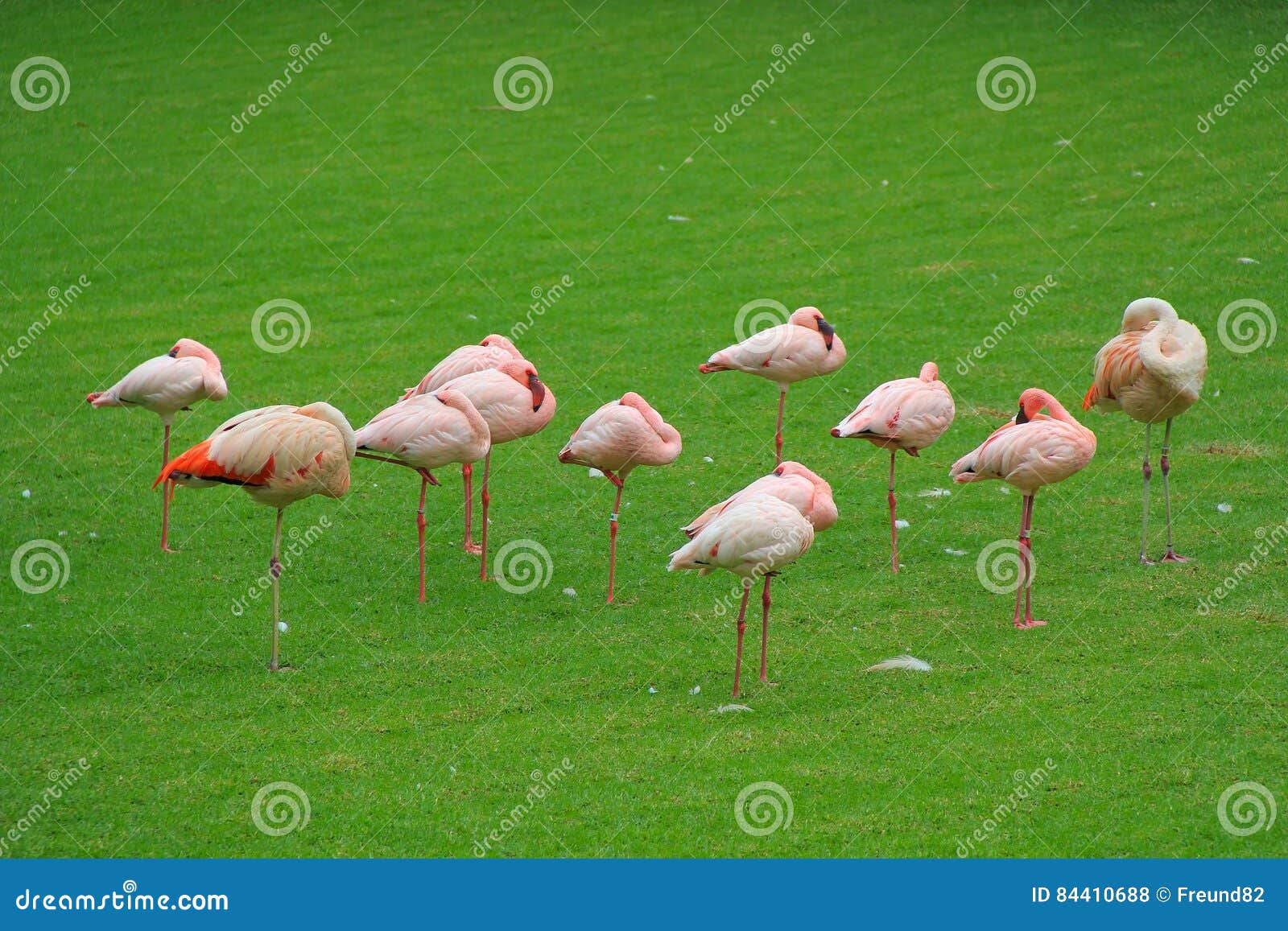 A group of flamingo stock photo. Image of colony, park - 84410688
