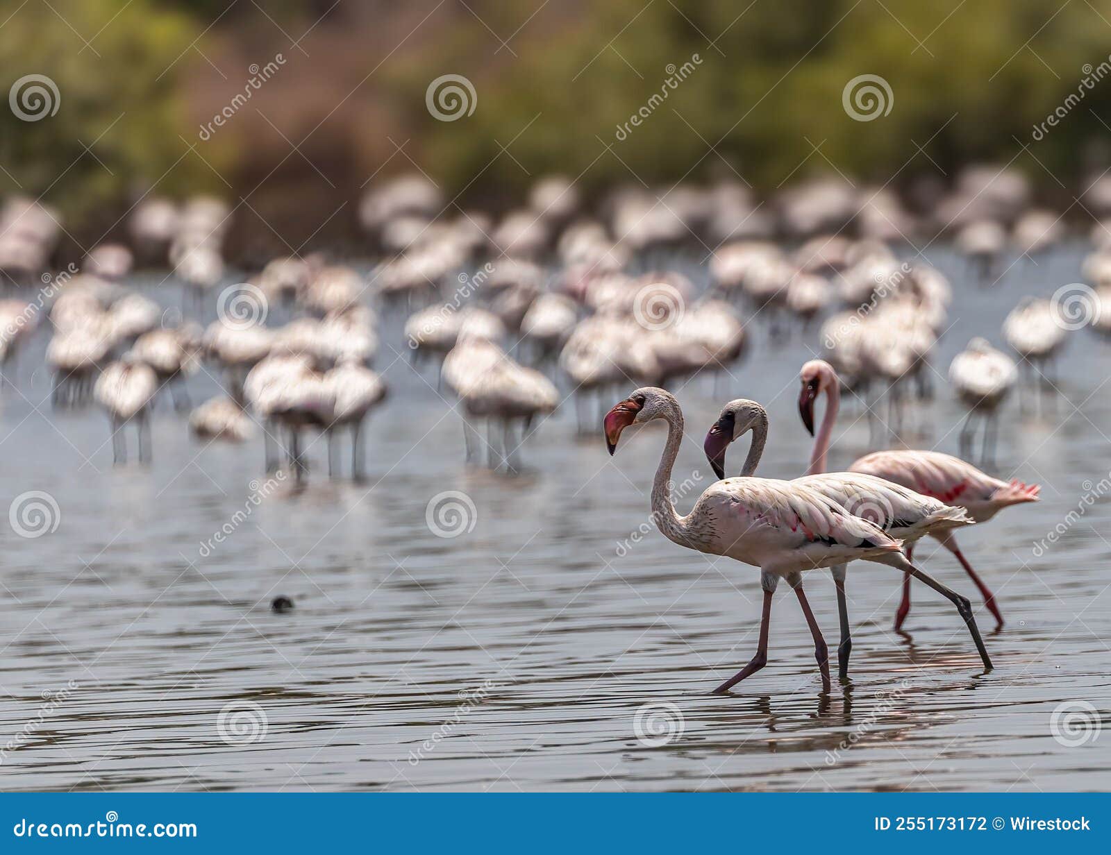 Group of Flamingo Strolling at a Lake Stock Photo - Image of animals ...