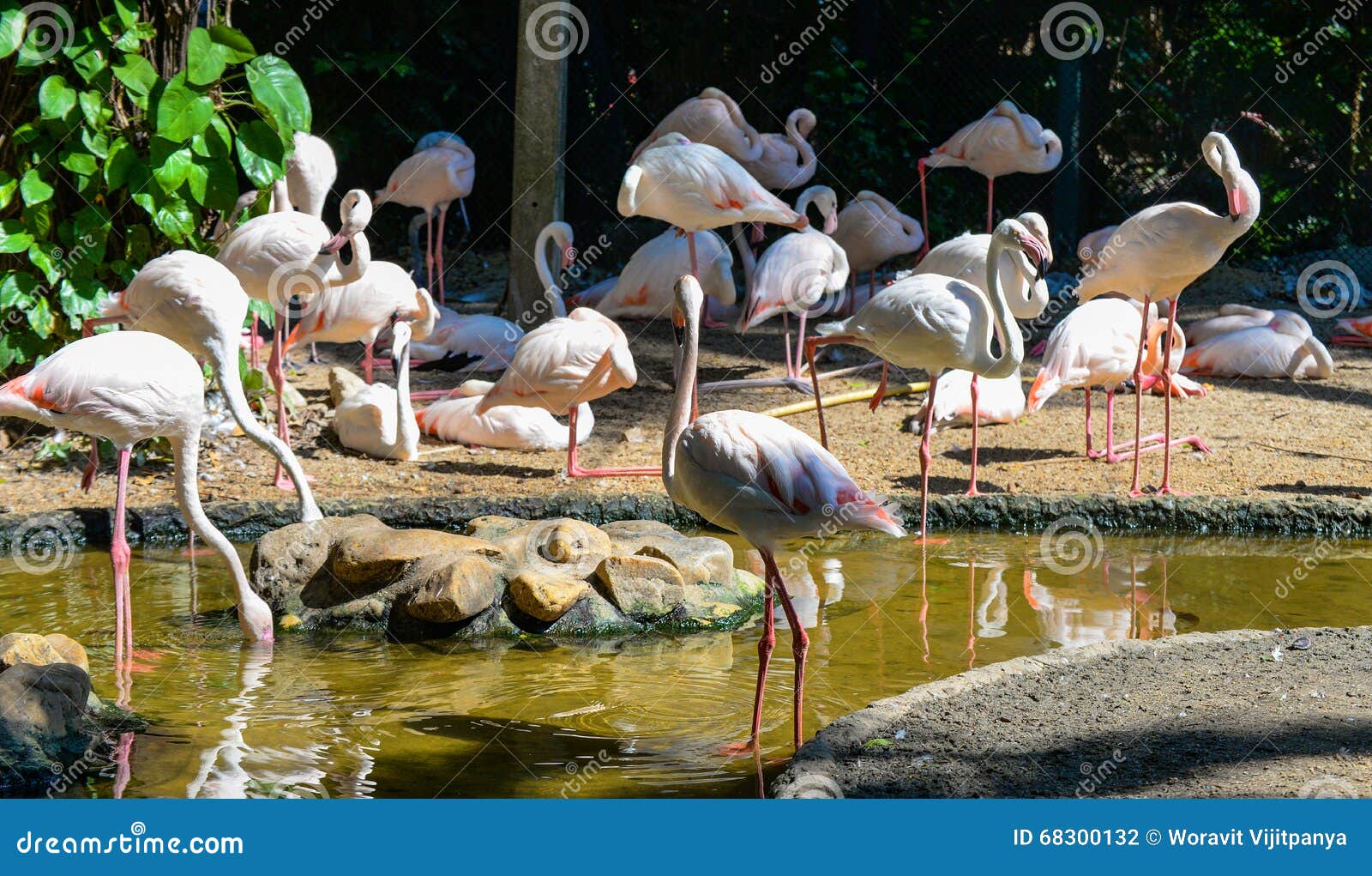 Group Flamingo stock photo. Image of family, green, pink - 68300132