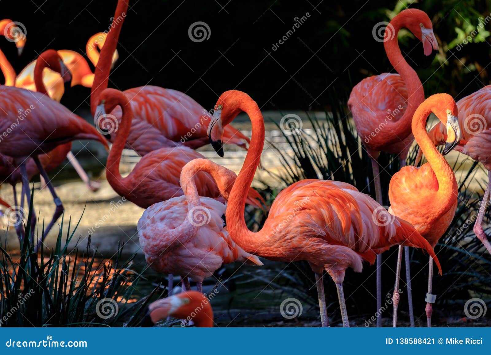 Group of Flamingos stock image. Image of park, flamingo - 138588421