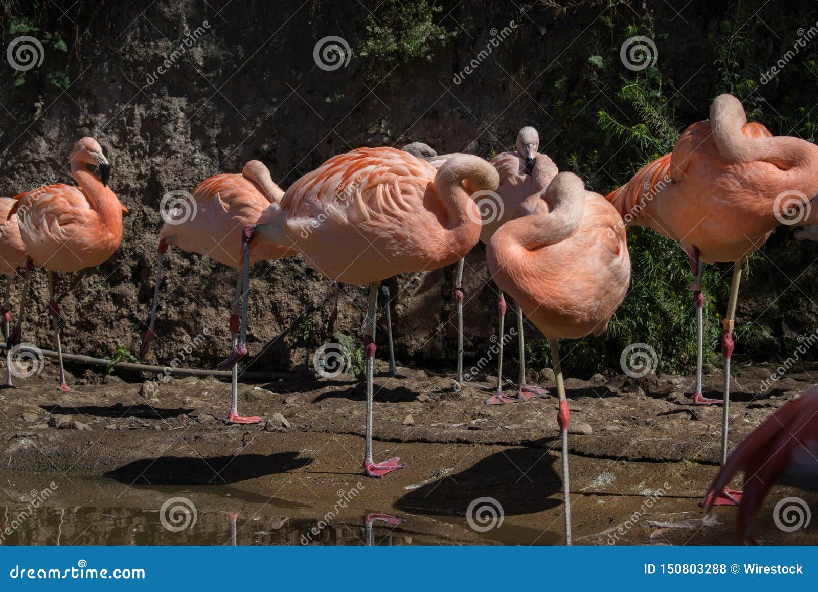 Group of Flamingos in an Exotic Environment Stock Photo - Image of ...