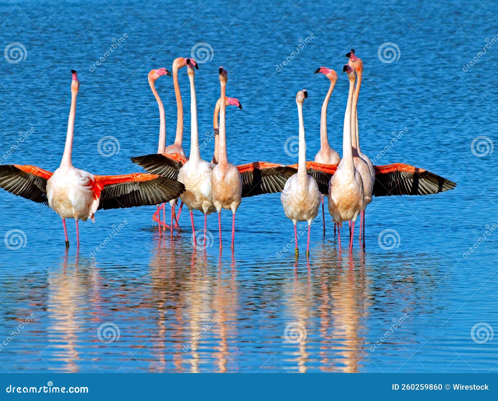 Group of Flamingos Running in the Water with Wings Spread Stock Photo ...