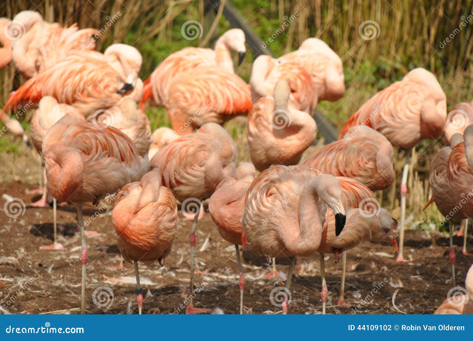 Group of Flamingos Standing Together Stock Photo - Image of birds ...