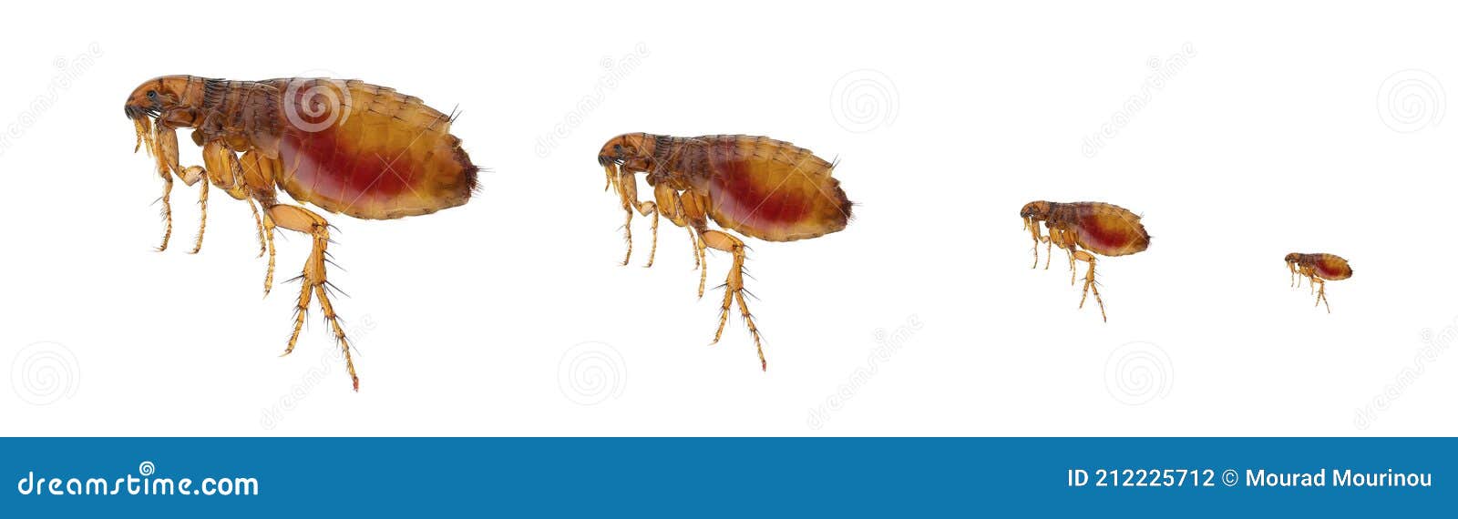 A group of flea parasites stock photo. Image of disease - 212225712